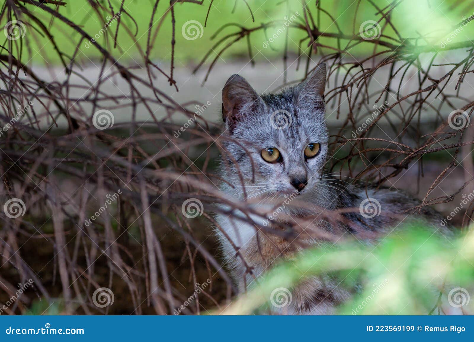 Cat hiding between a tree stock image. Image of young - 223569199