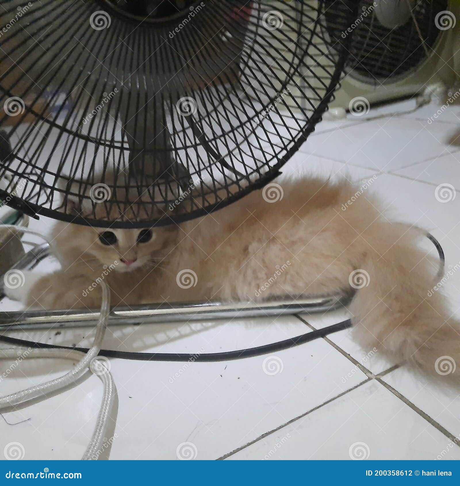 Cat hiding under the fan stock photo. Image of animal - 200358612