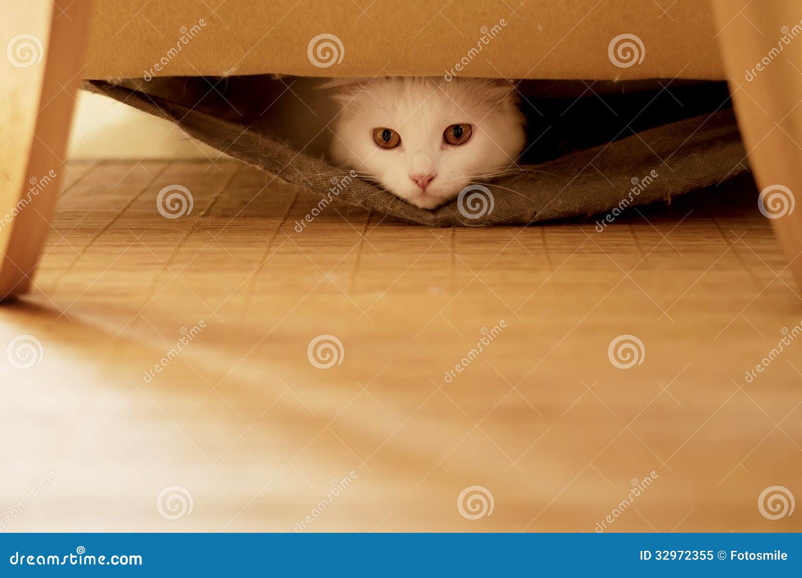 Cat hiding stock image. Image of adorable, adult, feline - 32972355