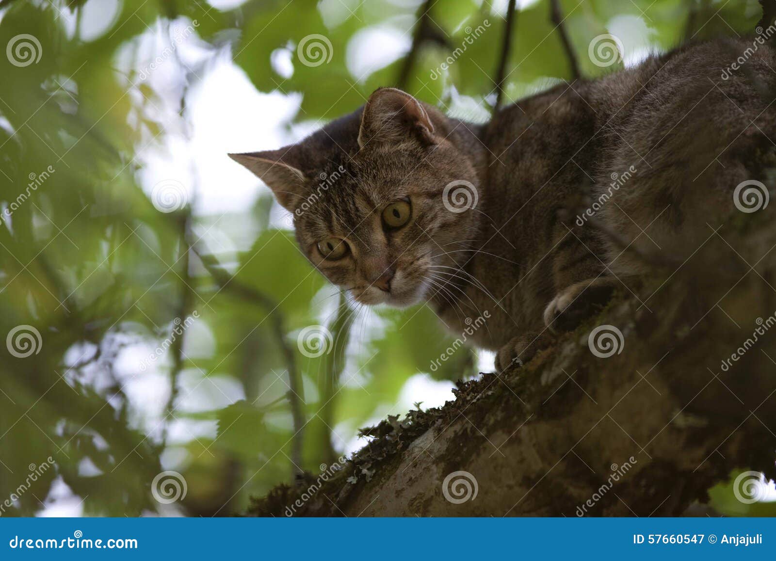 Cat High Up in Tree Look Down Stock Image - Image of climbing, kitty ...