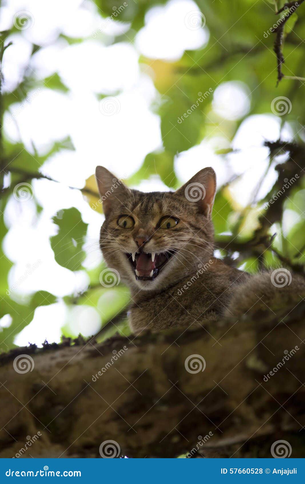 Cat high up in tree meow stock photo. Image of climbing - 57660528