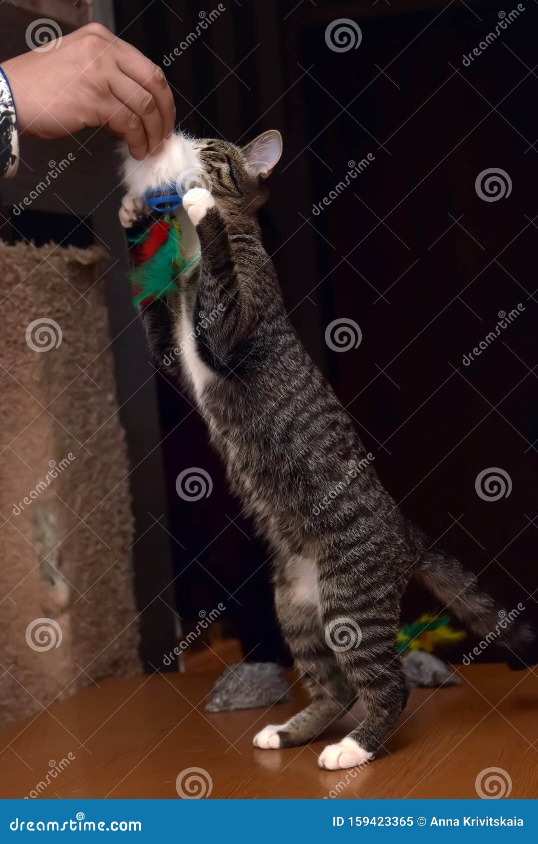 Cat on hind legs catches stock image. Image of play - 159423365