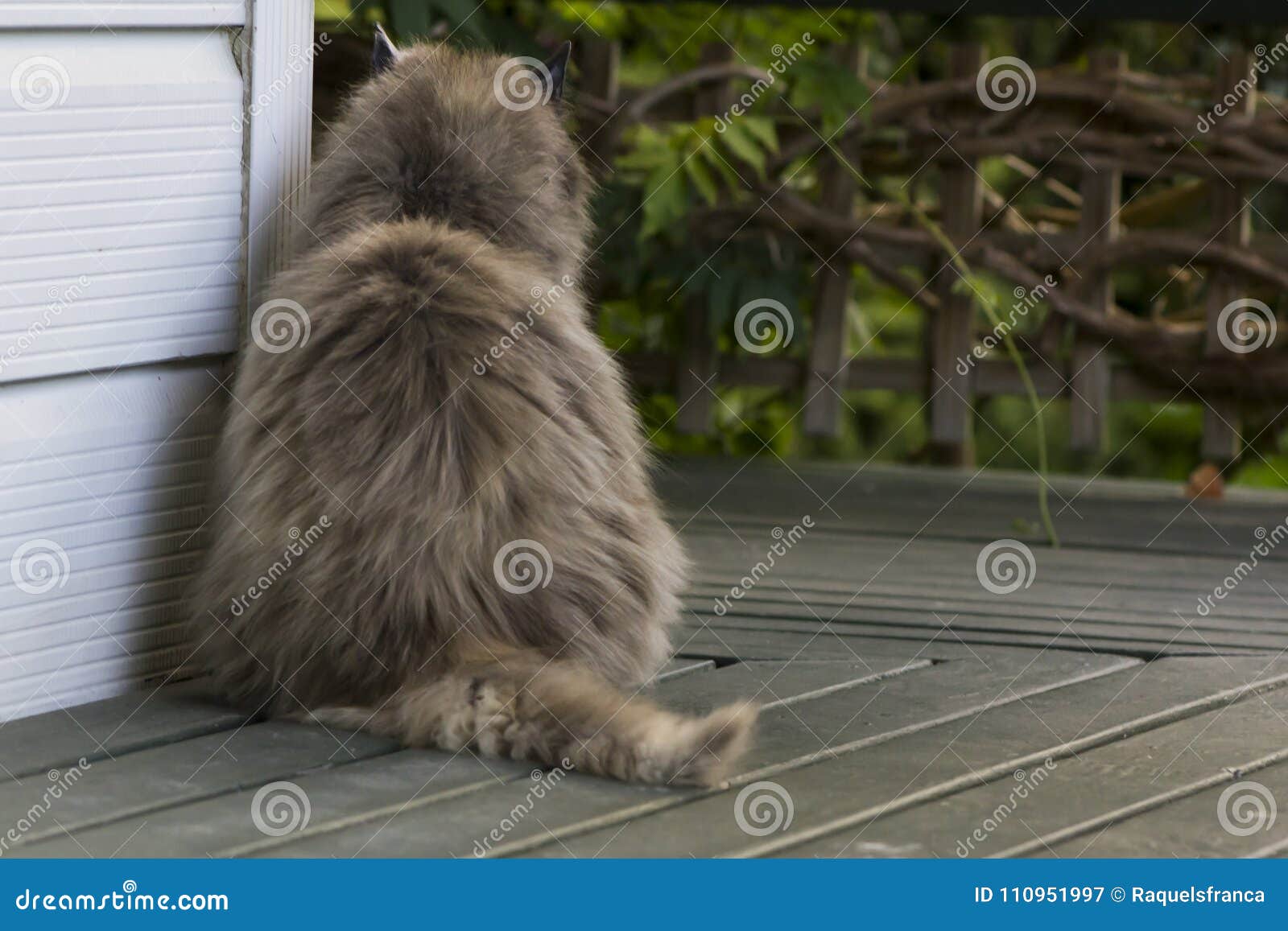 Cat on his back stock image. Image of looking, playful - 110951997