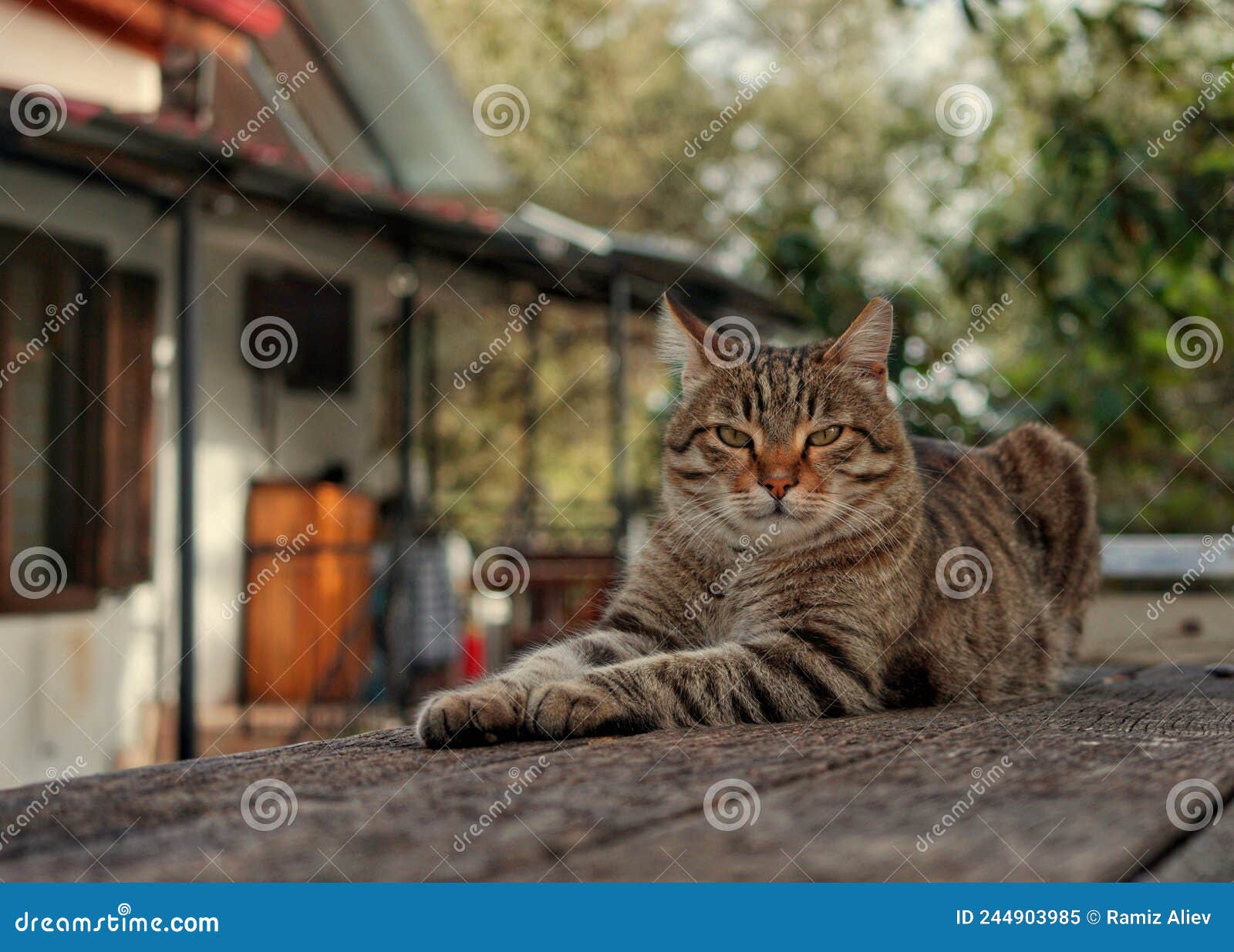 The Cat and His Stern Look. Stock Image - Image of stern, look: 244903985