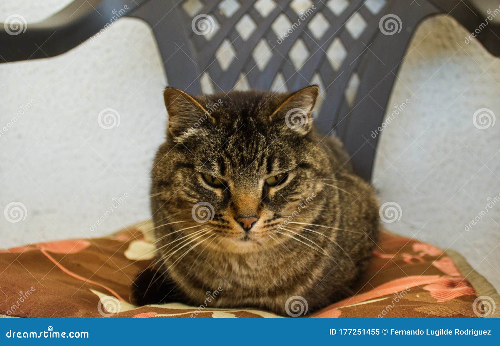 The cat on his throne stock image. Image of throne, ears - 177251455