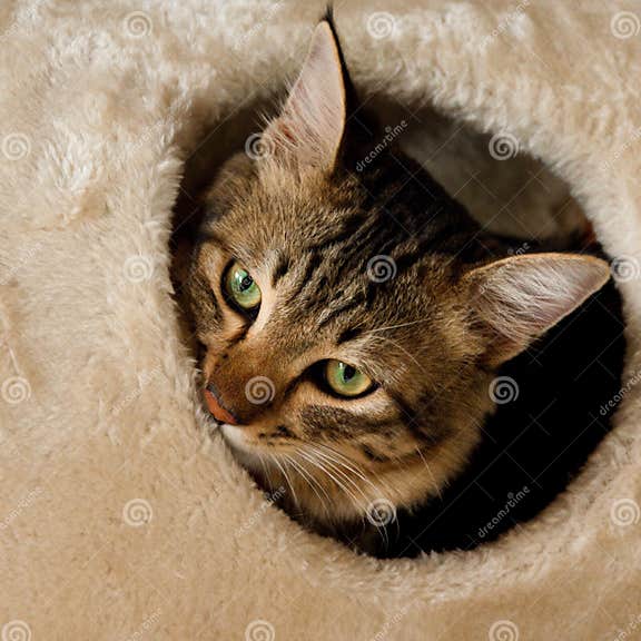 Cat in his tree stock photo. Image of loves, scratch - 254734910