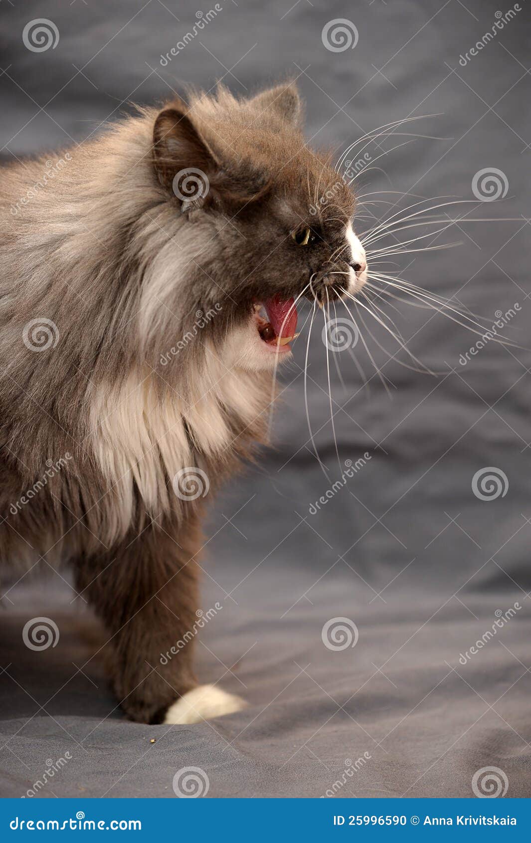 Cat hisses aggressive stock photo. Image of gray, animal - 25996590