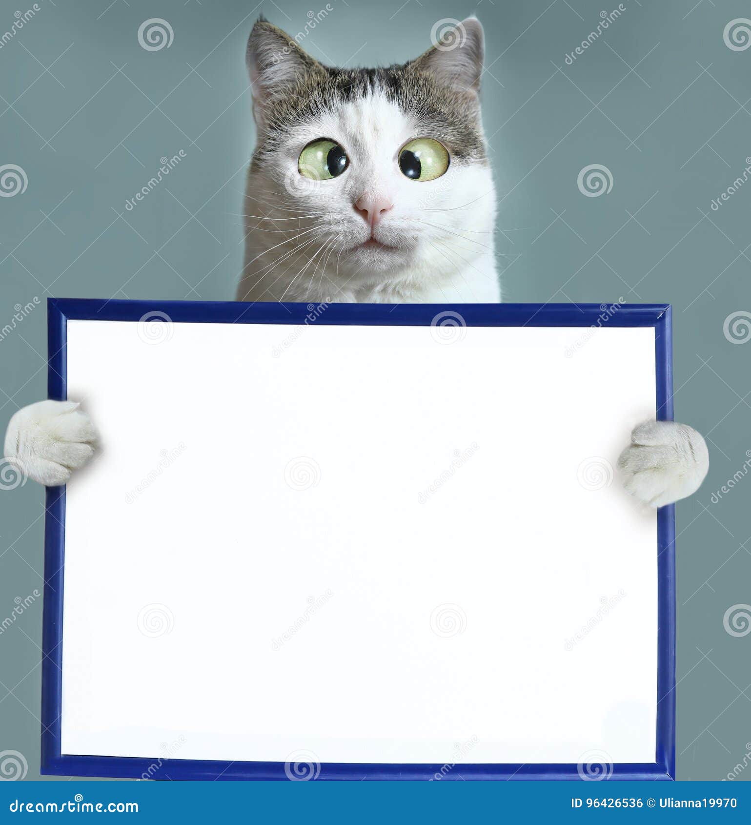 Cat Hold Blank Empty Paper Sheet in Frame Stock Photo - Image of fluffy ...
