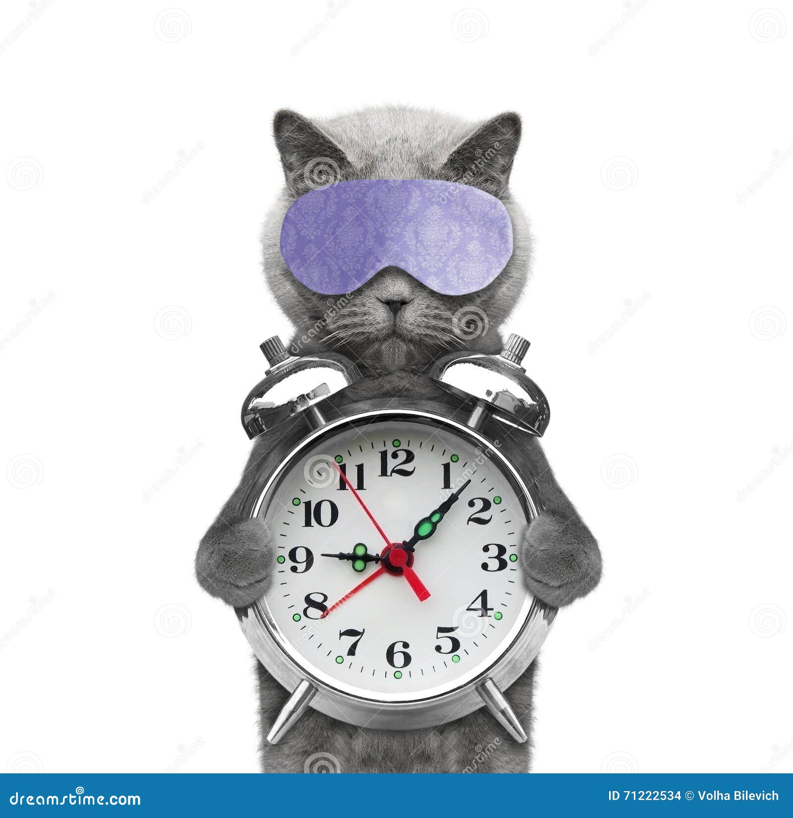 Cat Holding an Alarm Clock in His Paws Stock Photo - Image of kitten ...