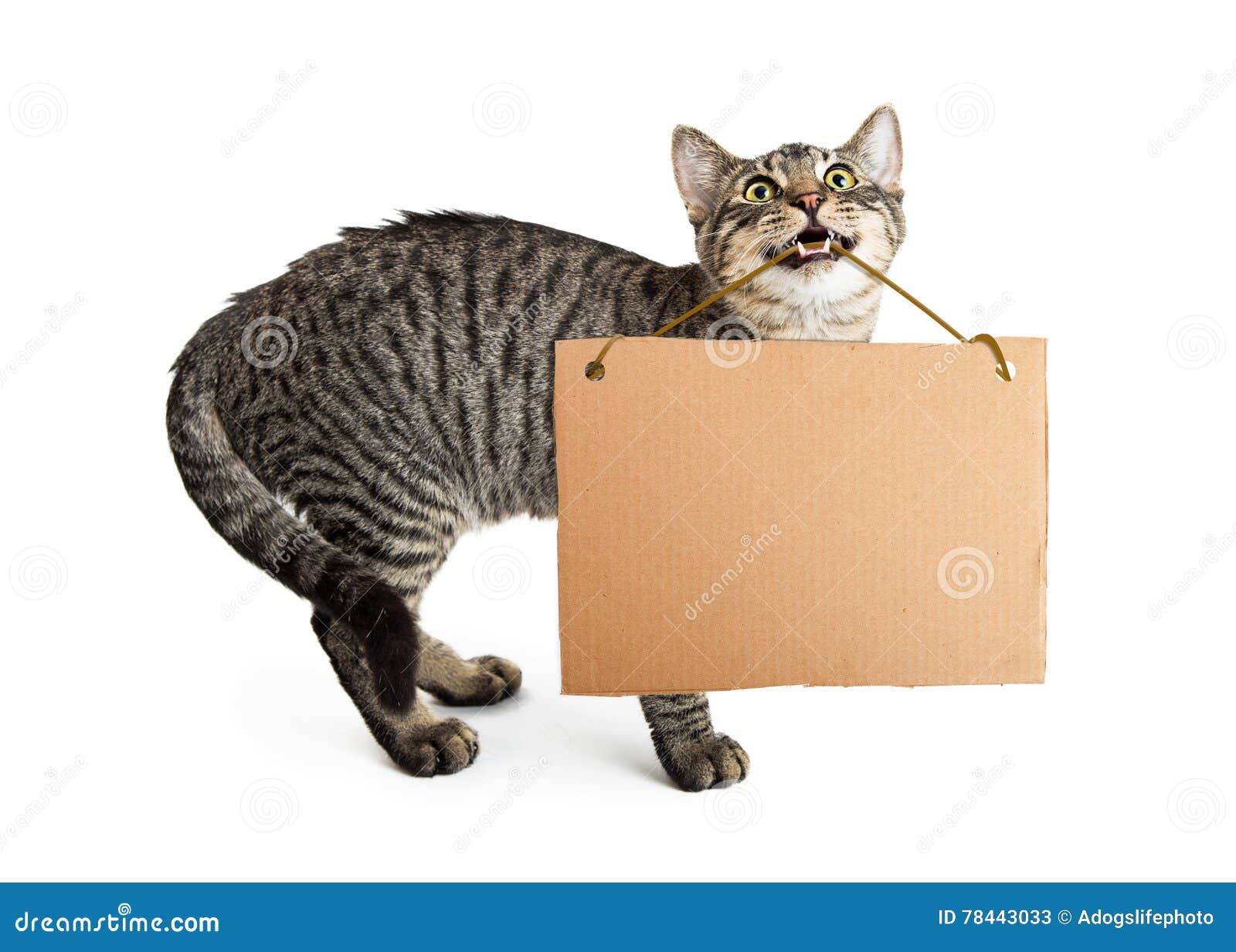 Cat Holding Blank Sign Stock Photos - Download 227 Royalty Free Photos
