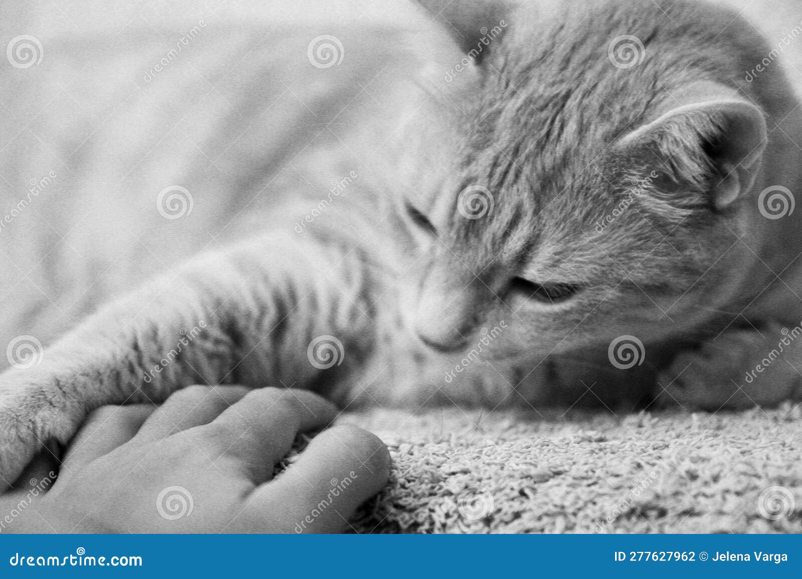 Cat holding hand stock photo. Image of beautiful, carnivore - 277627962
