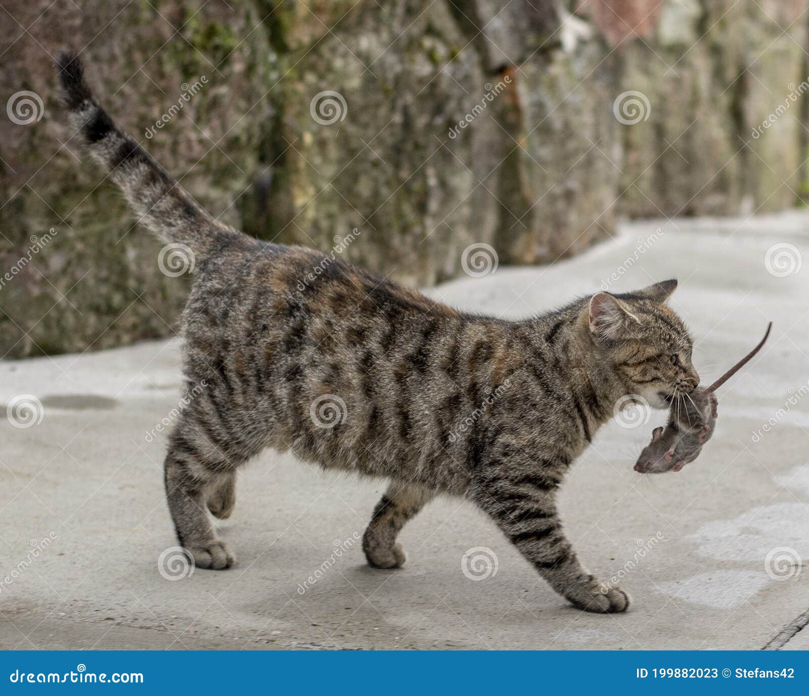 Grey Stripped Cat Holding a Small Grey Mouse in Her Teeth. Stock Image ...
