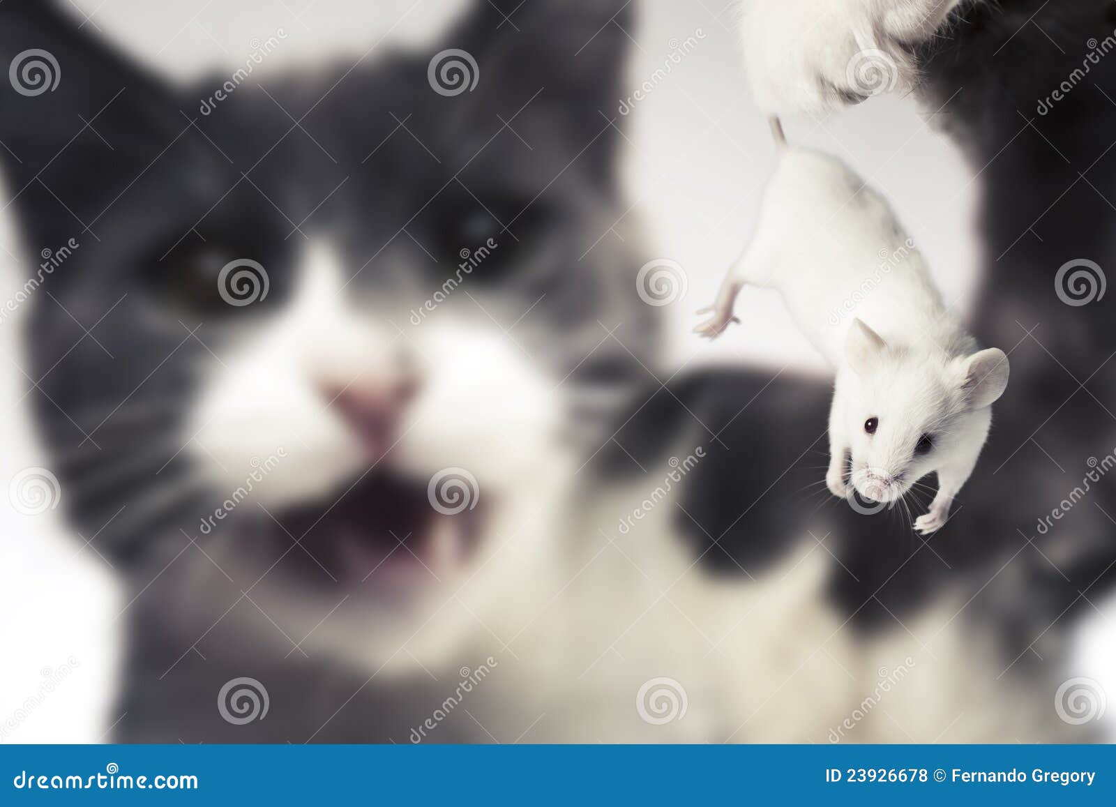 Cat Holding A Mouse About To Eat It Royalty Free Stock Photos - Image ...