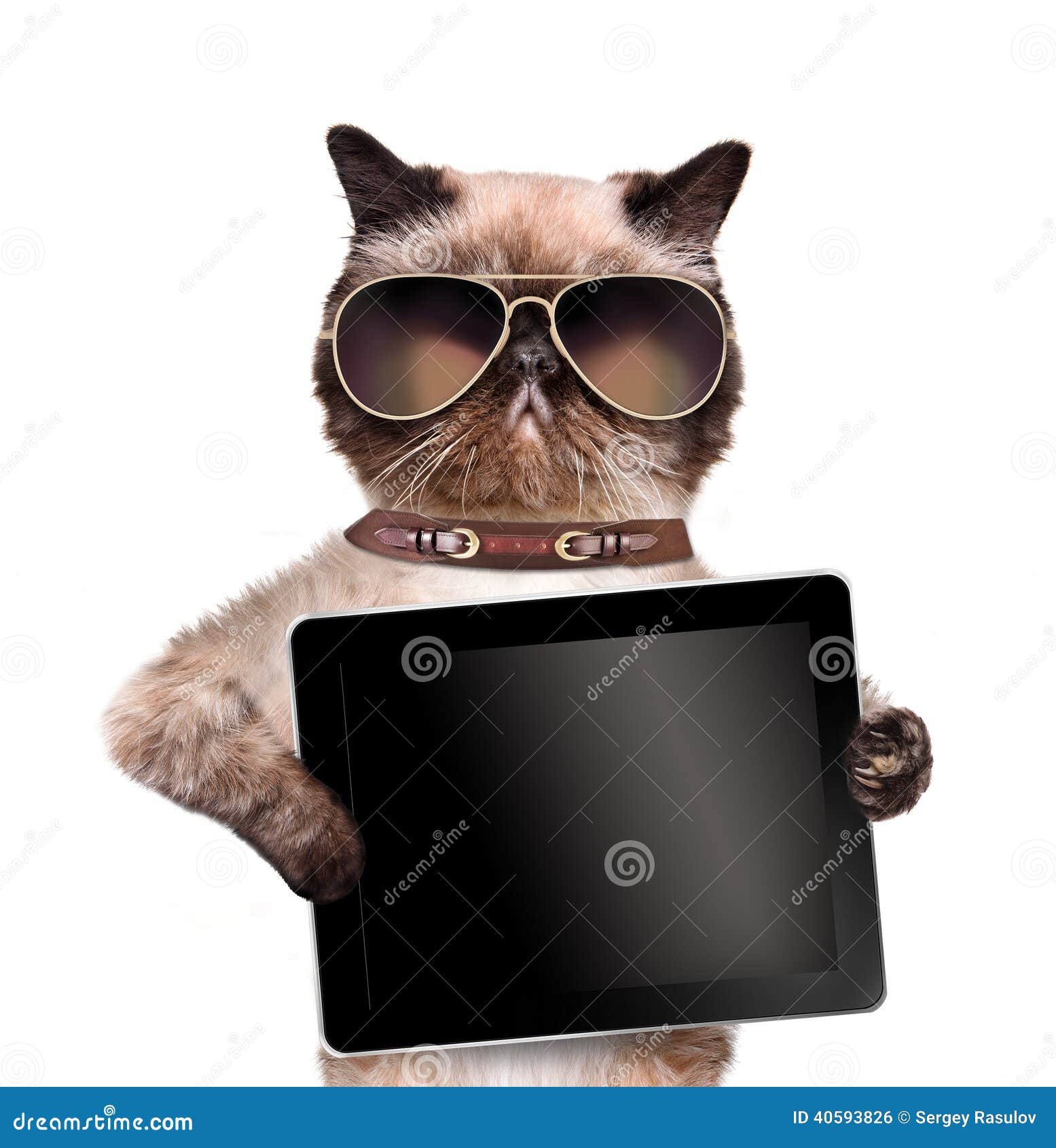 Cat holding a tablet. stock photo. Image of computer - 40593826