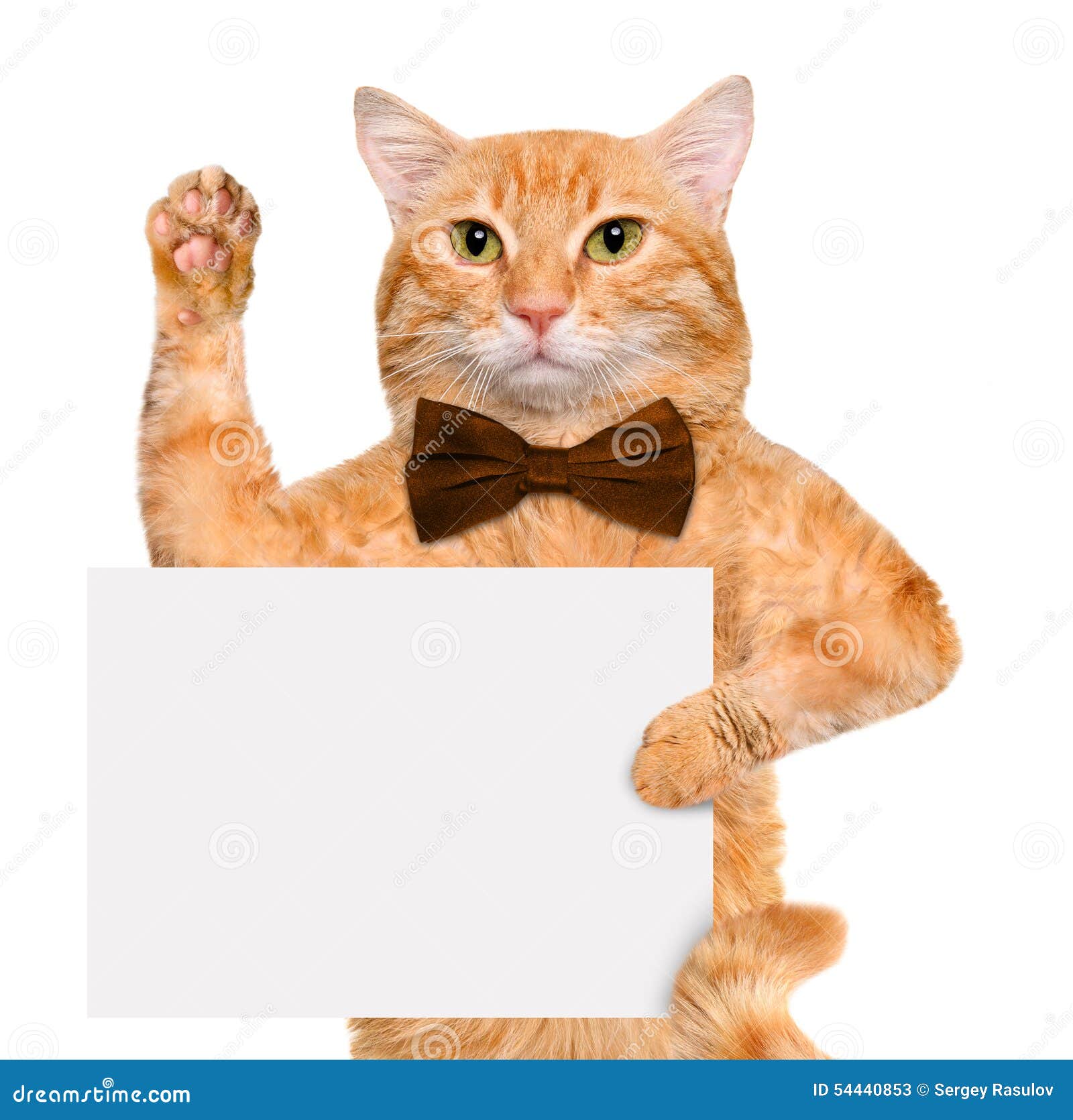 Cat Holding a White Banner. Stock Image - Image of funny, placeholder ...