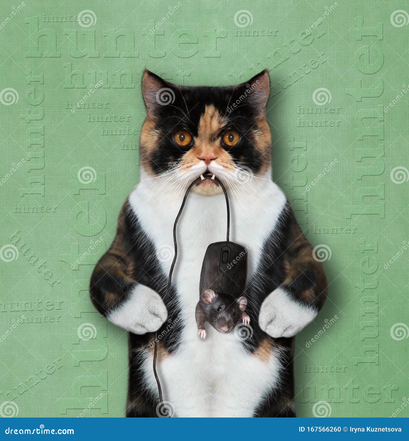 Cat holds computer mouse 2 stock photo. Image of prey - 167566260
