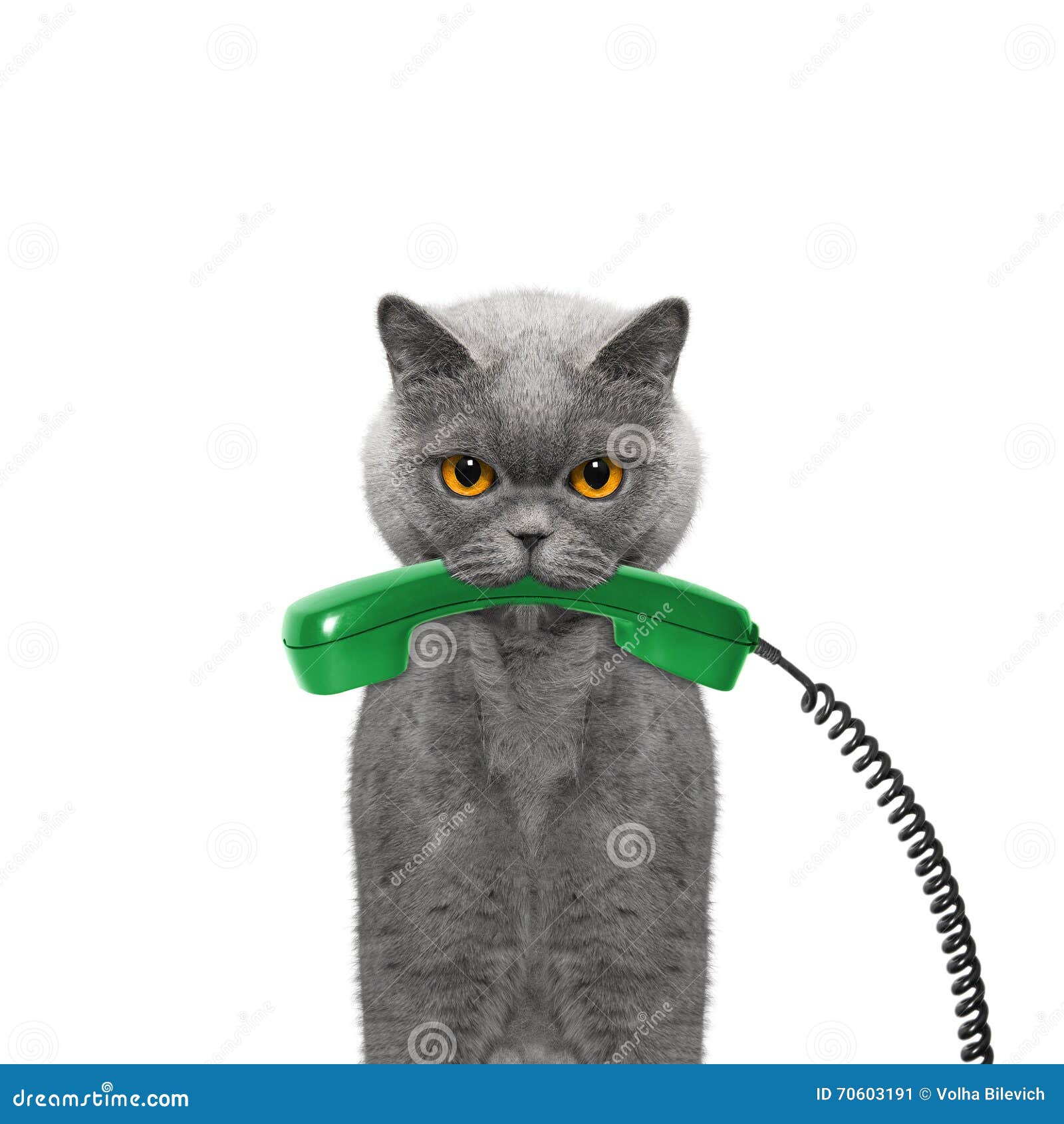 Cat Holds the Phone in Its Mouth Stock Image - Image of ideas, phone ...