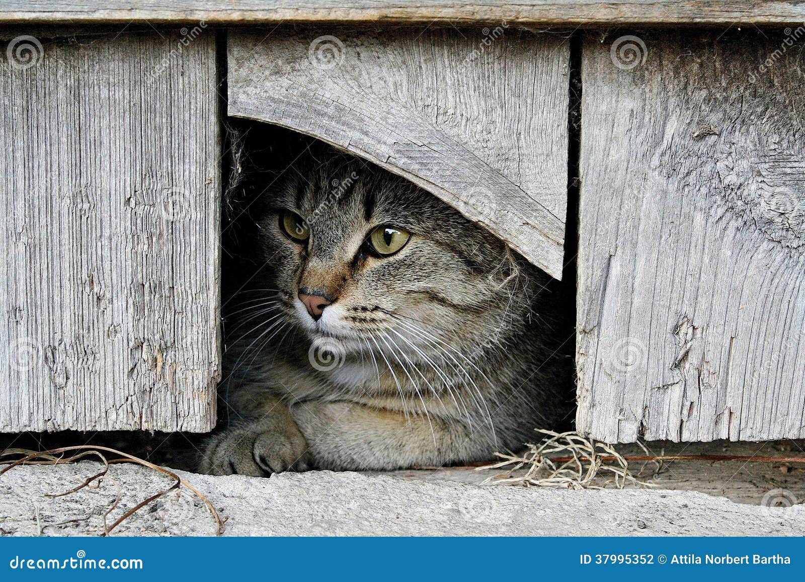 Cat hole stock photo. Image of focusing, lying, kitty - 37995352