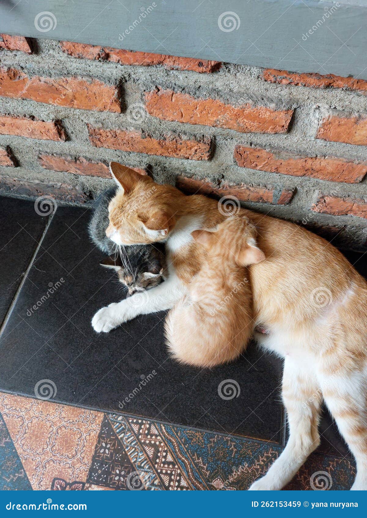 Cat Hooman Stock Photos - Free & Royalty-Free Stock Photos from Dreamstime