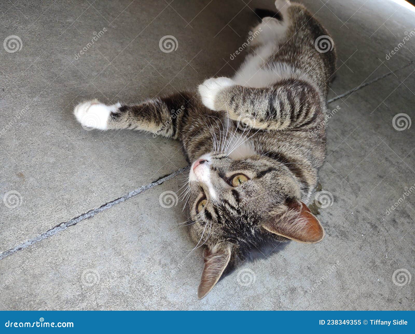 Cat on a hot summer day stock image. Image of summer - 238349355