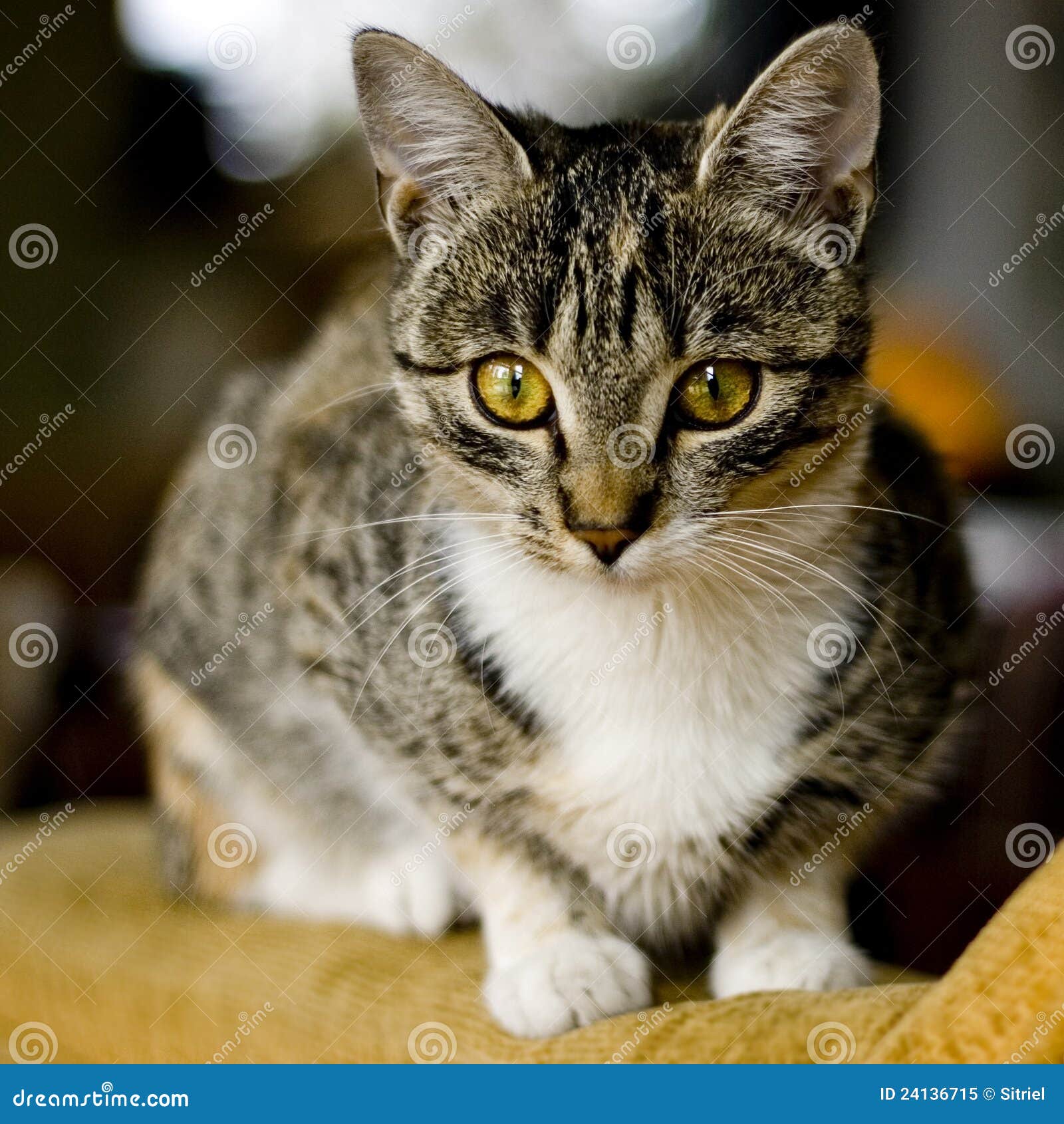 Cat in house stock image. Image of relax, multicolor - 24136715