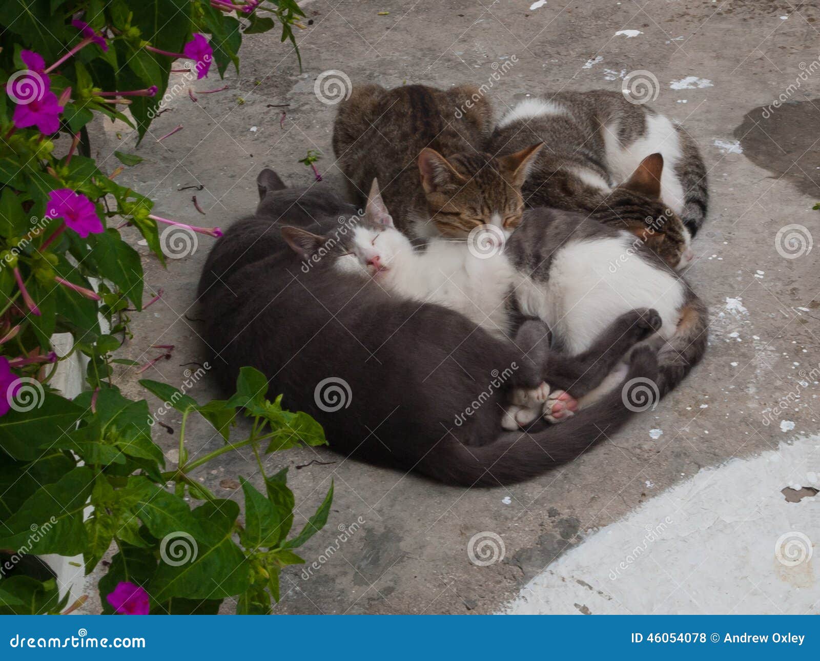 Cat huddle stock photo. Image of fluff, cute, breed, little - 46054078