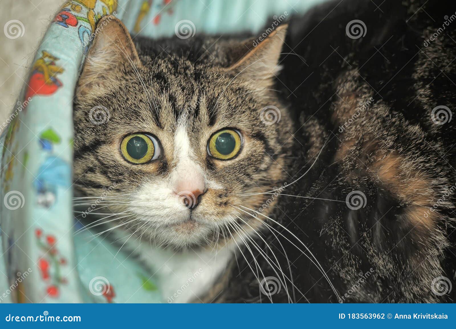 Cat with huge scared eyes stock photo. Image of eyes - 183563962