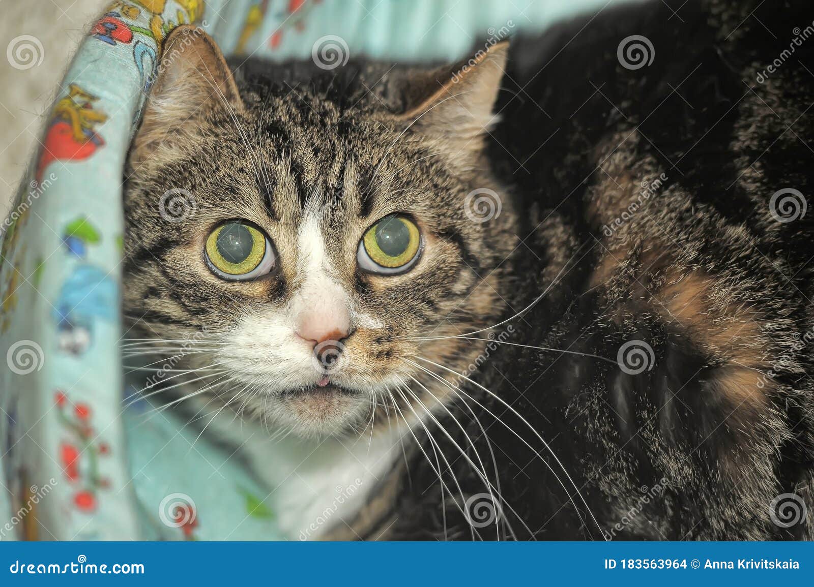 Cat with huge scared eyes stock photo. Image of black - 183563964