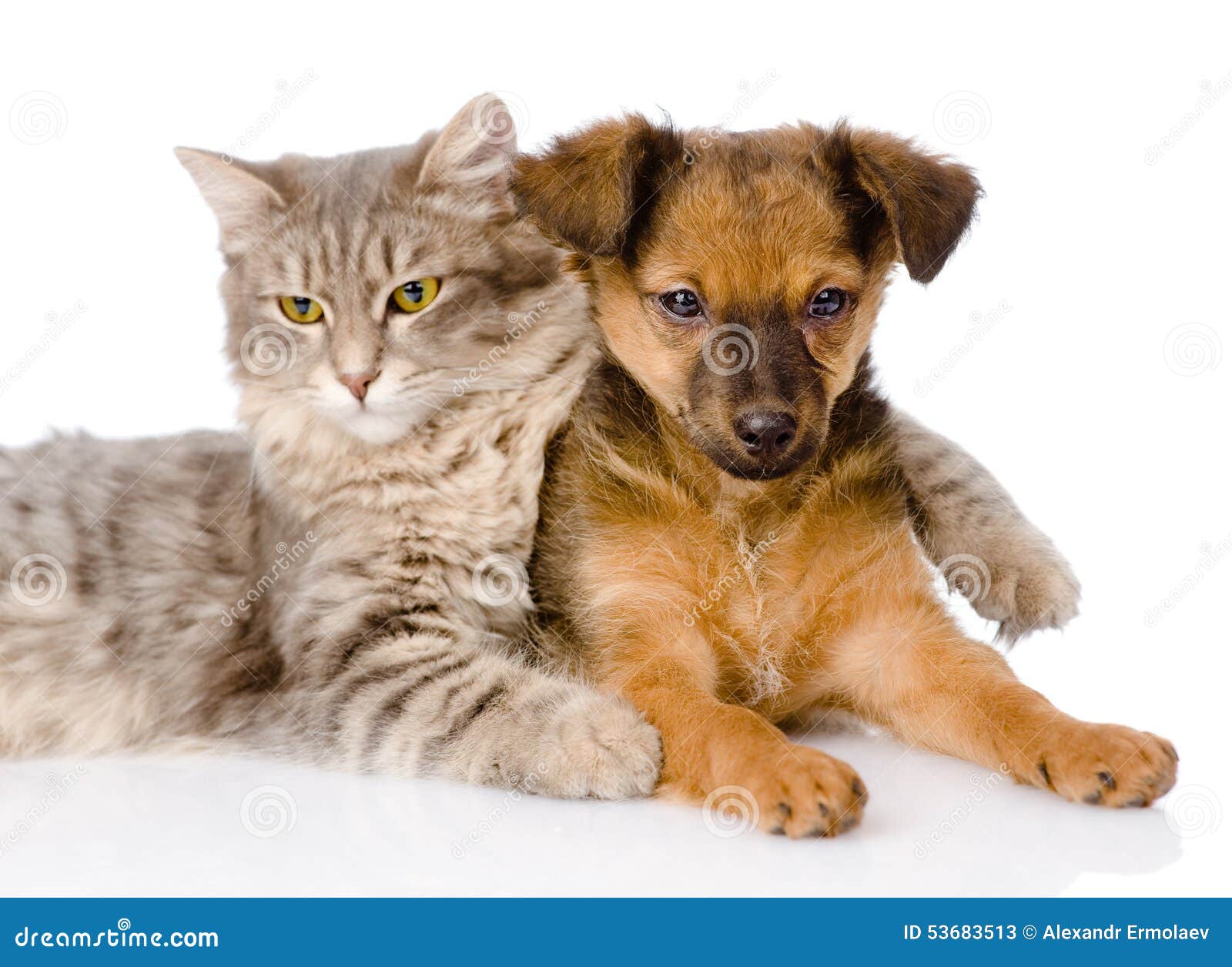 Kittens And Puppies Hugging