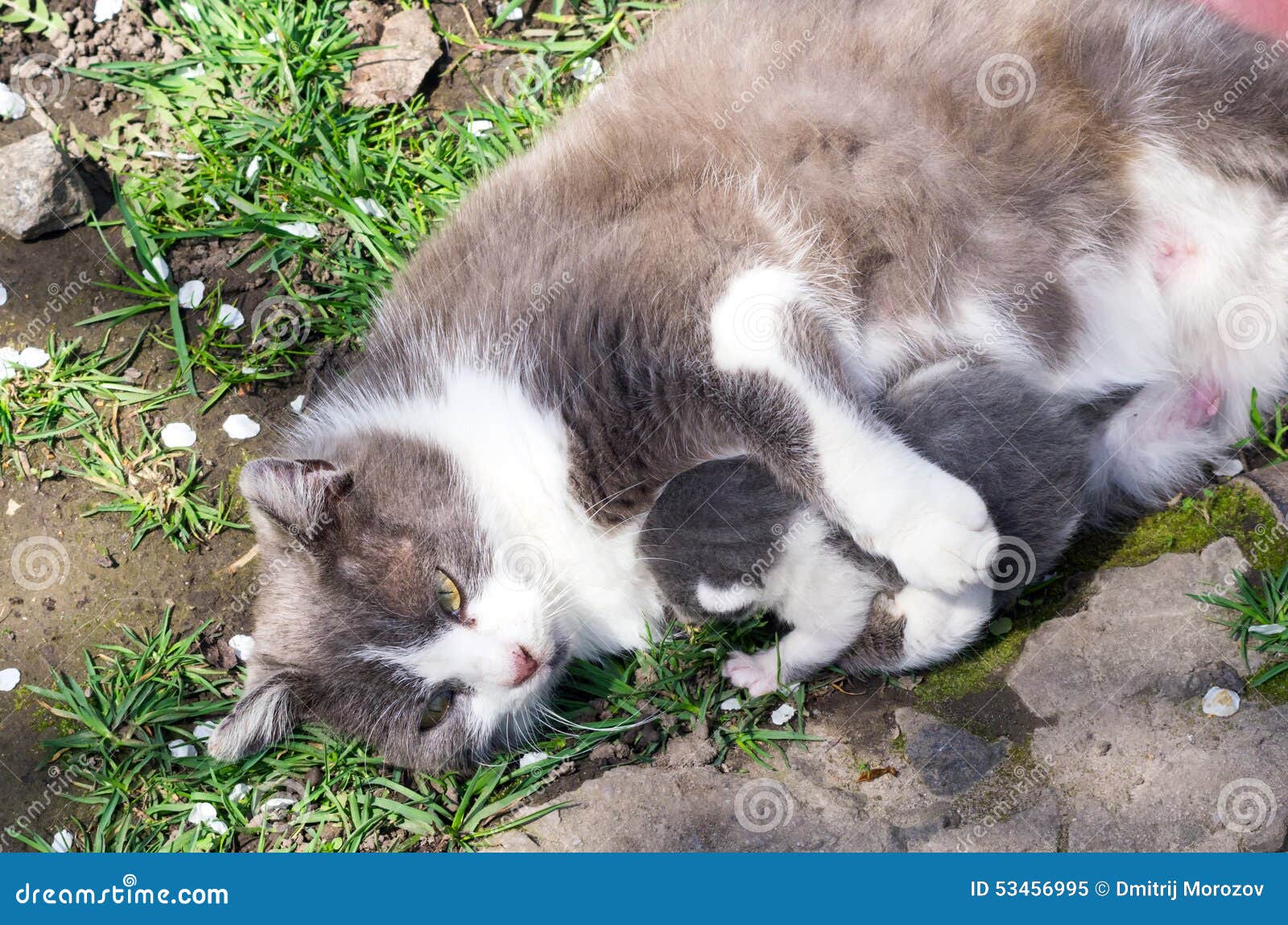 Cat hugs kitten stock image. Image of animal, cute, domestic - 53456995