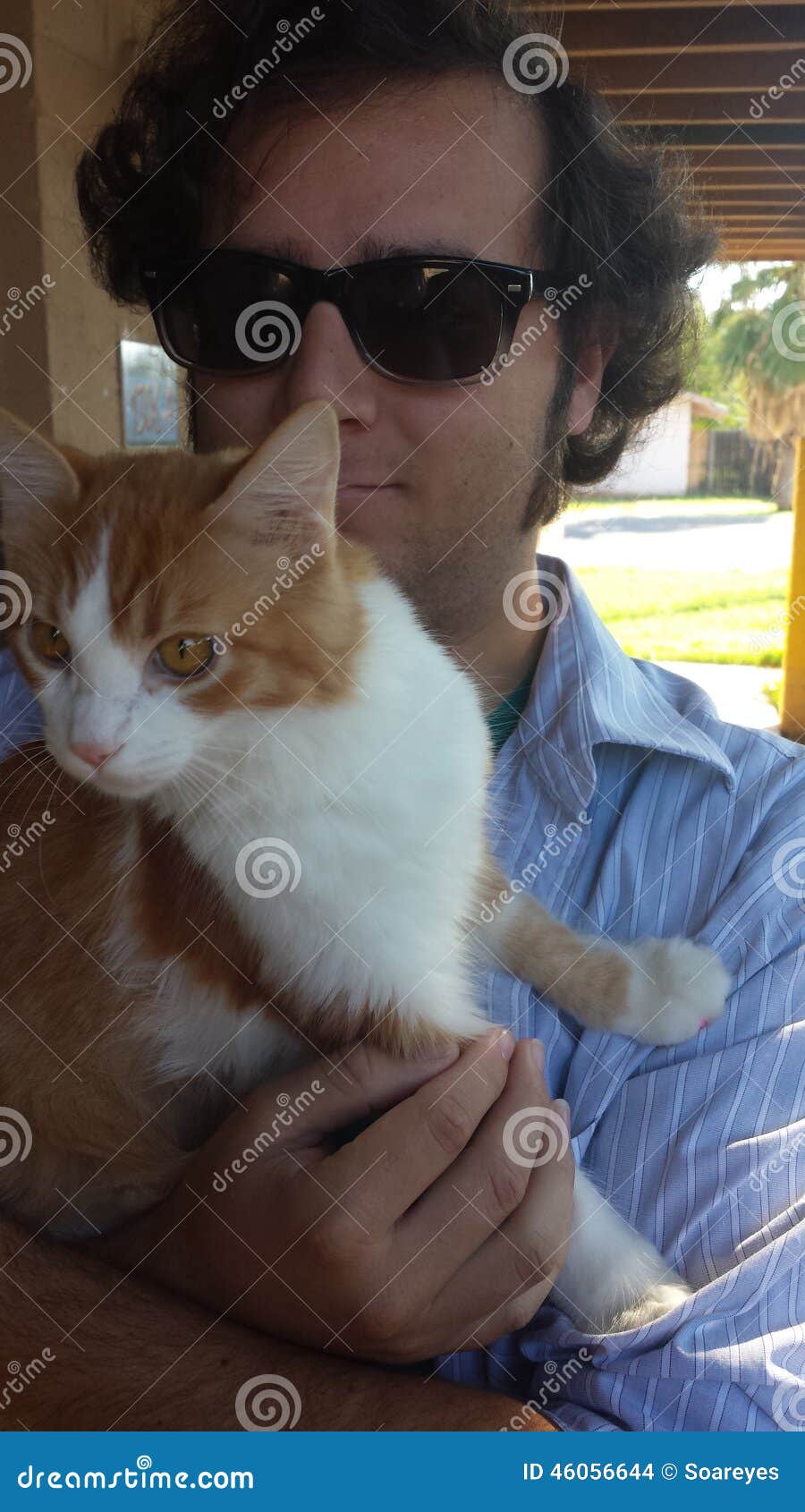 Cat human stock photo. Image of tabby, summer, whiskers - 46056644