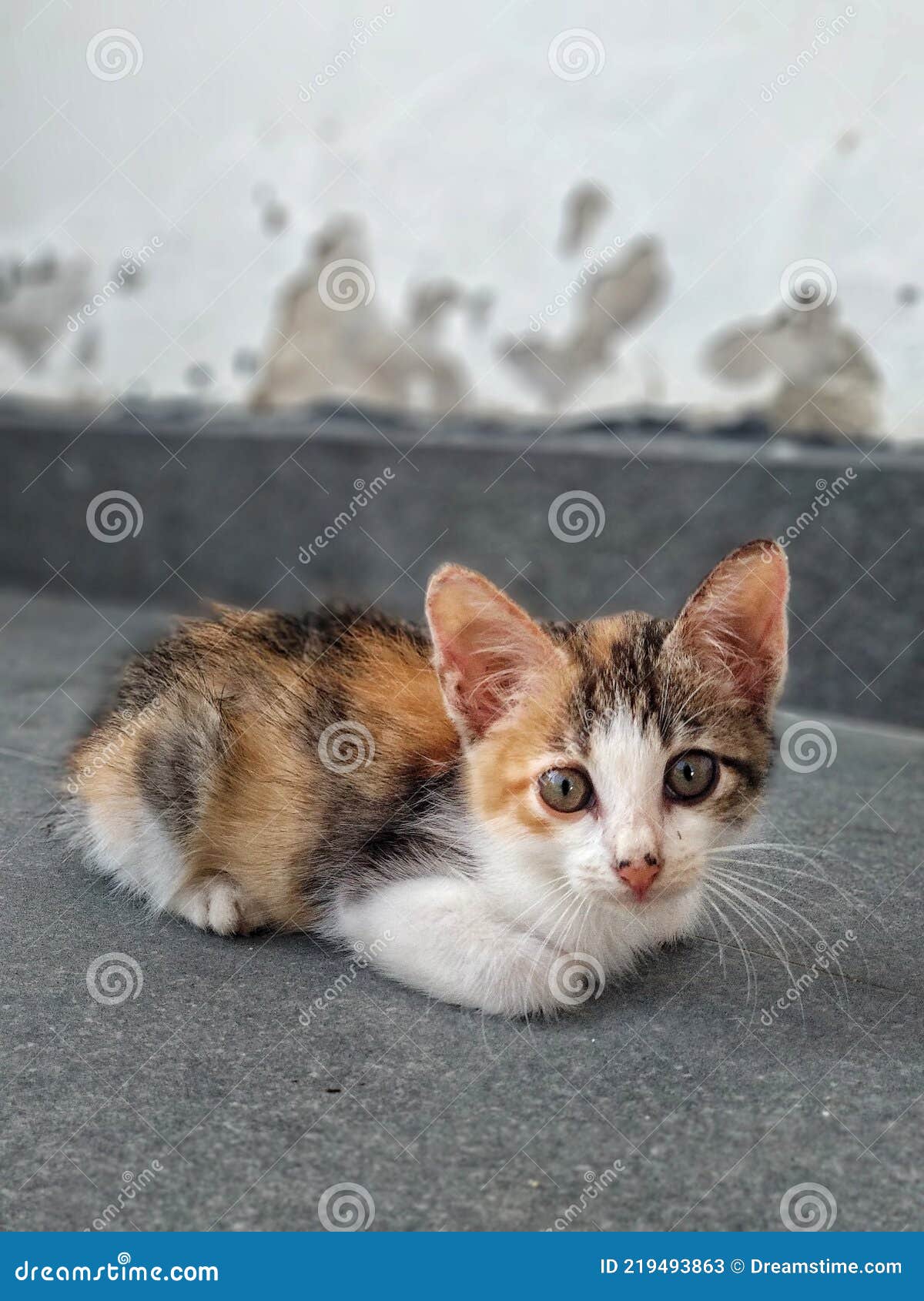 Humant Stock Photos - Free & Royalty-Free Stock Photos from Dreamstime