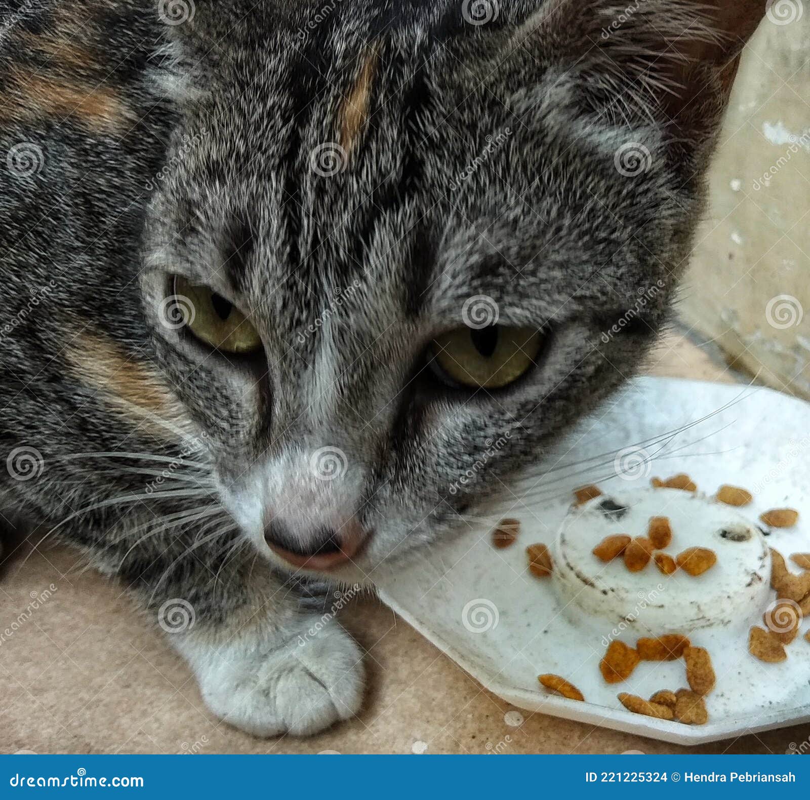 Cat is always hungry stock photo. Image of hungry, brown - 221225324