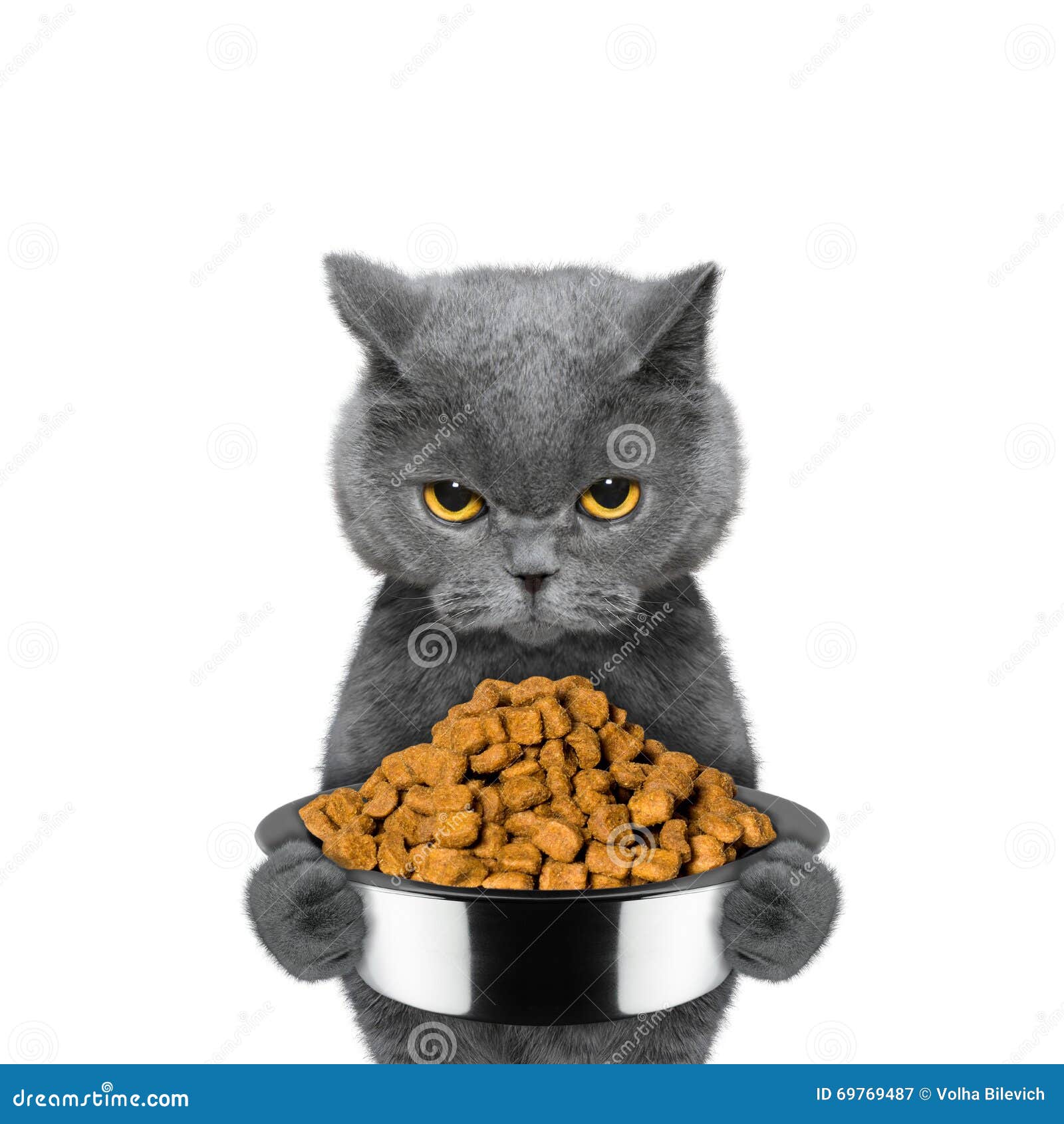 Cat is Hungry and Keeps the Food Stock Image - Image of white, shot ...