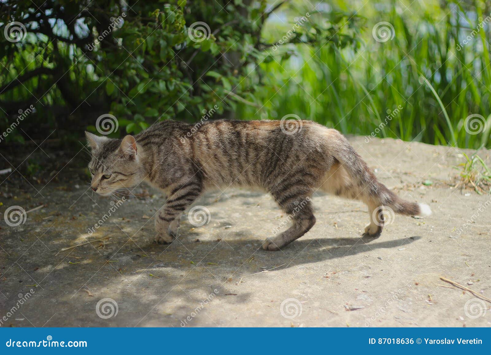 A Cat on the Hunt before Attack Stock Photo - Image of look, healthy ...