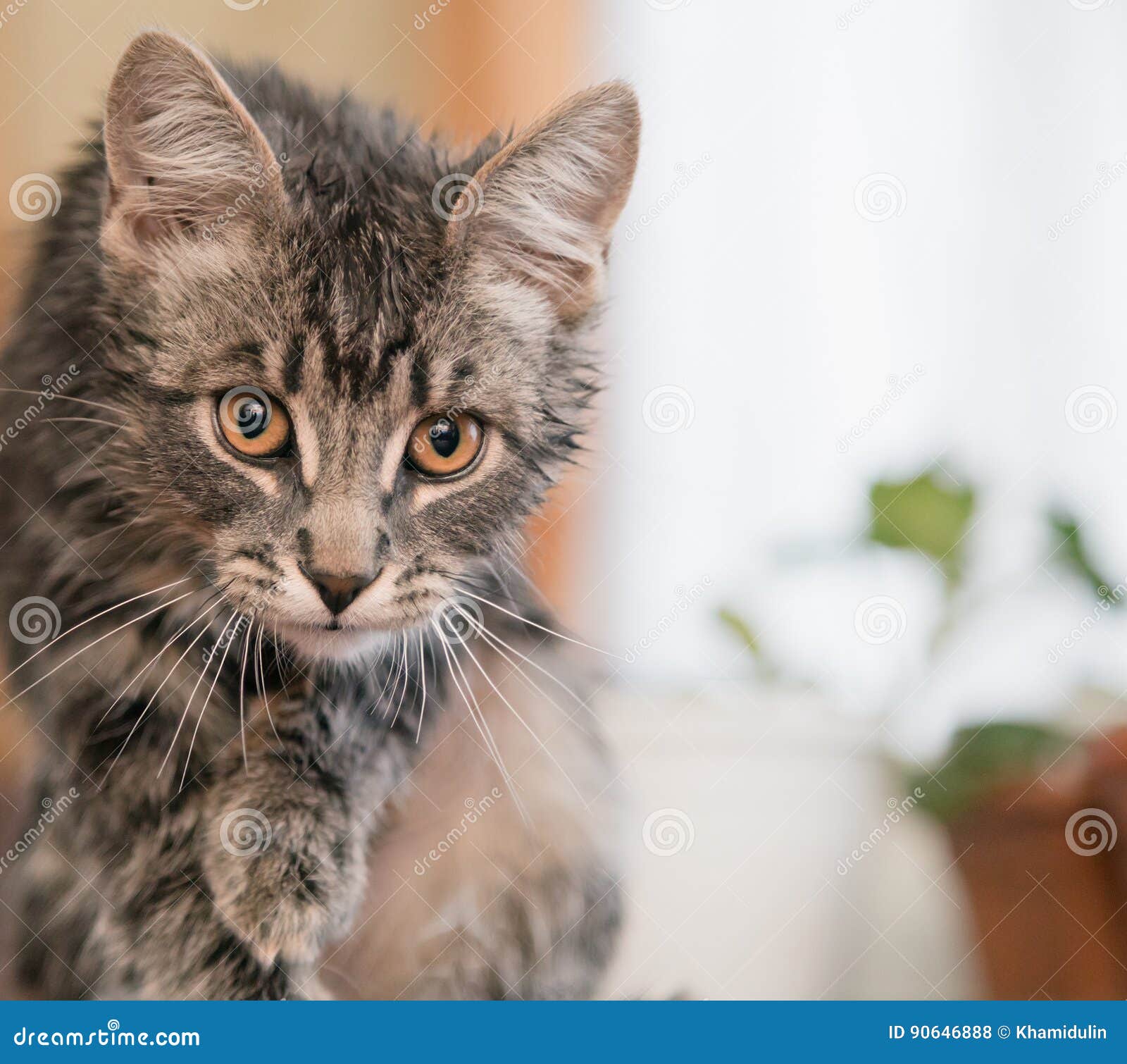 A Cat on the Hunt . a Cat Just before the Attack. Stock Photo - Image ...