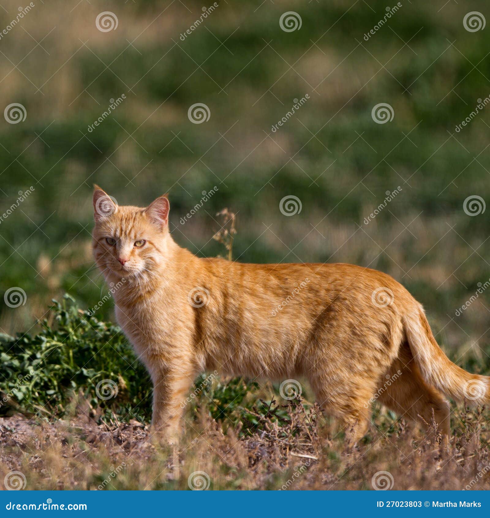 Cat on the hunt in a marsh stock image. Image of wild - 27023803