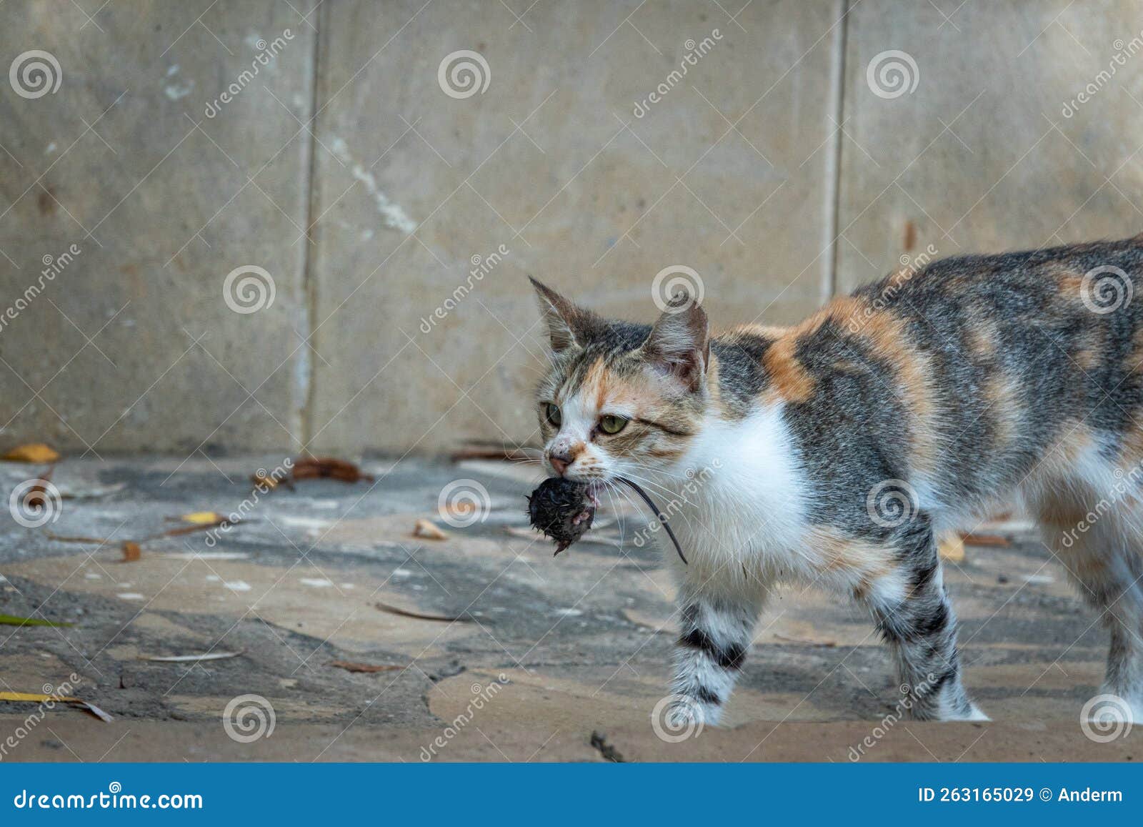 Cat Hunt Mouse Encounter Closeup at a Low Level View Stock Image ...