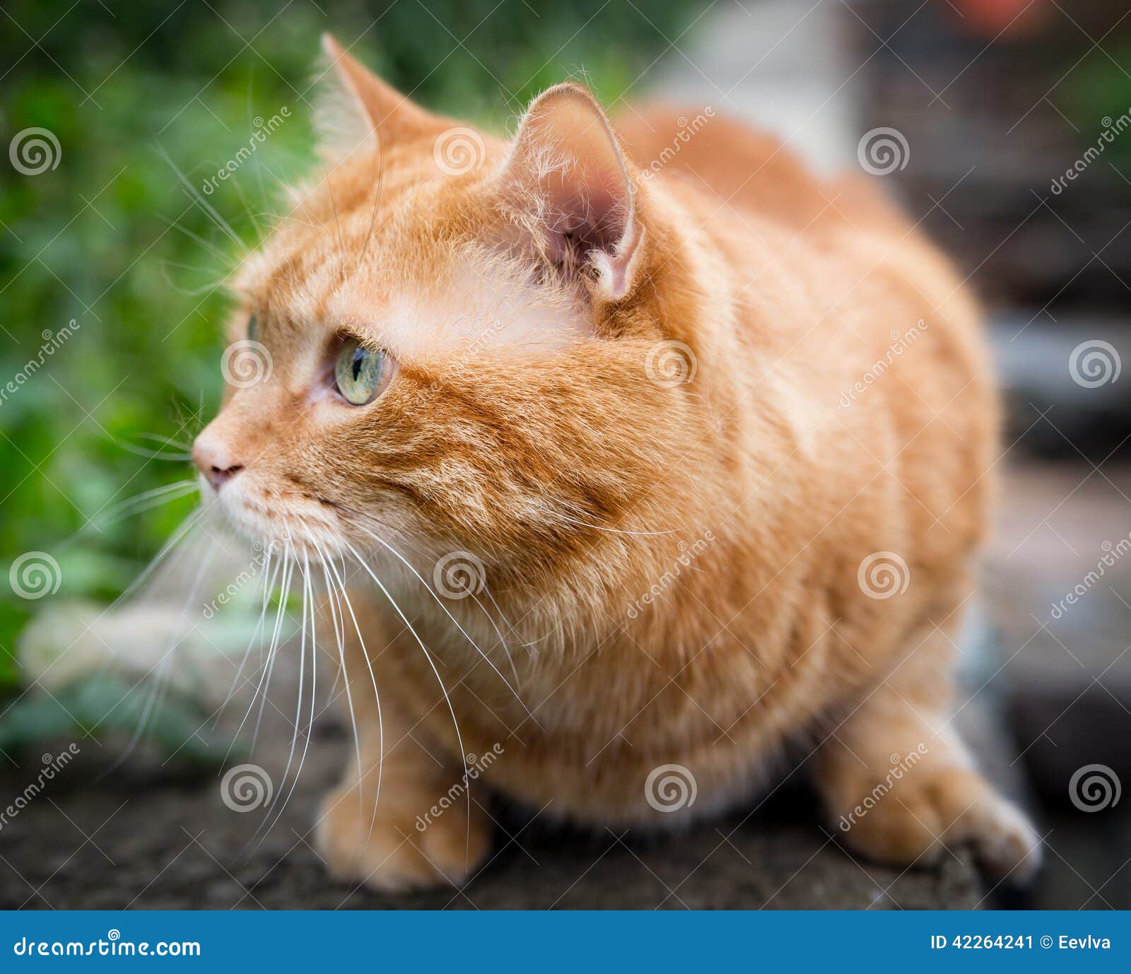 Cat on the hunt for prey. stock image. Image of curious - 42264241