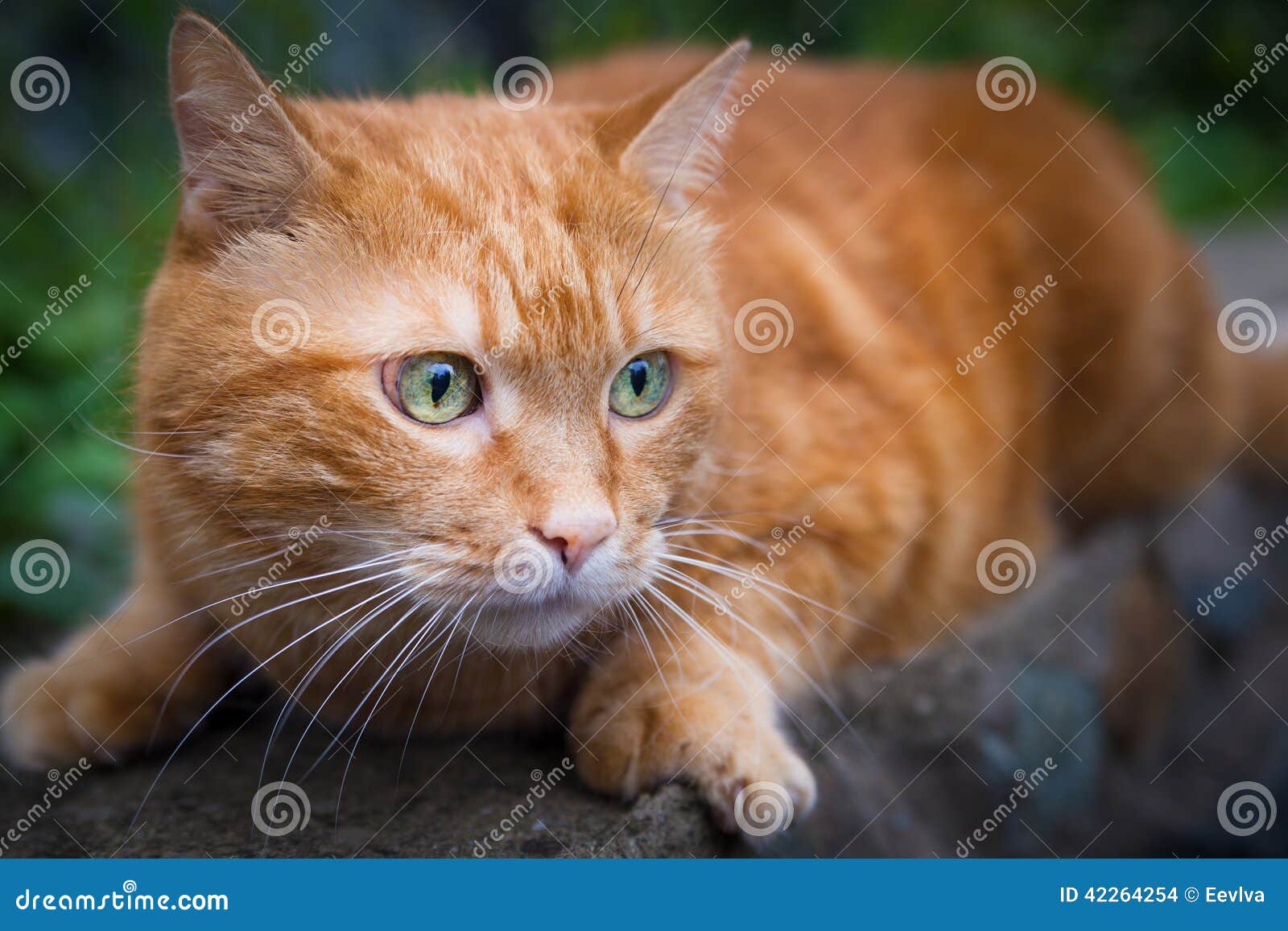 Cat on the hunt for prey. stock photo. Image of nature - 42264254
