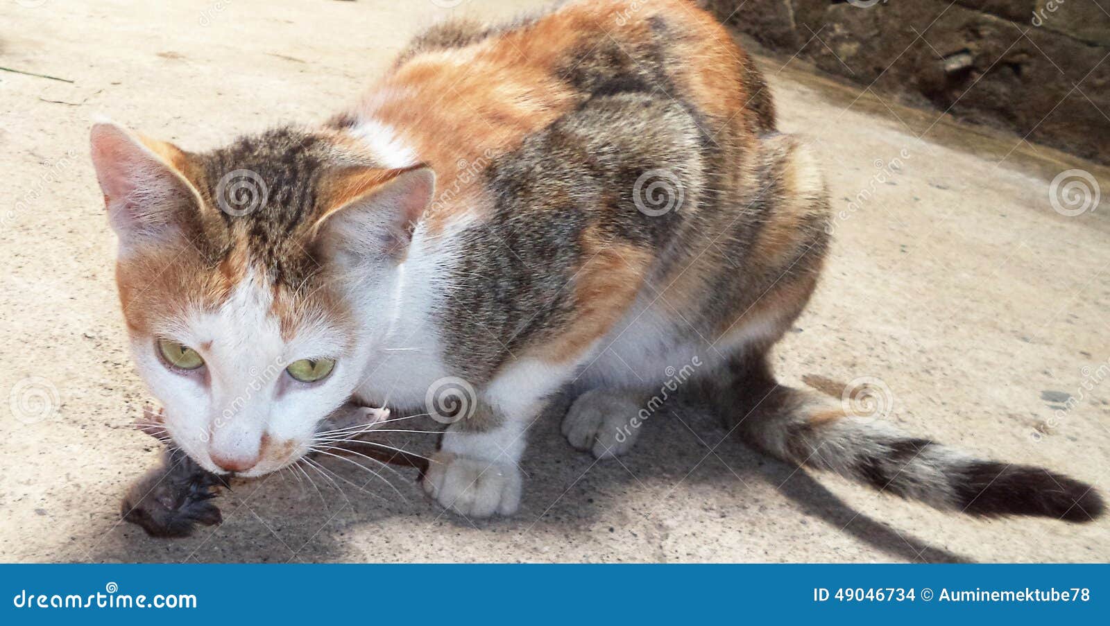 Cat with a hunted rat stock photo. Image of hunt, disturb - 49046734