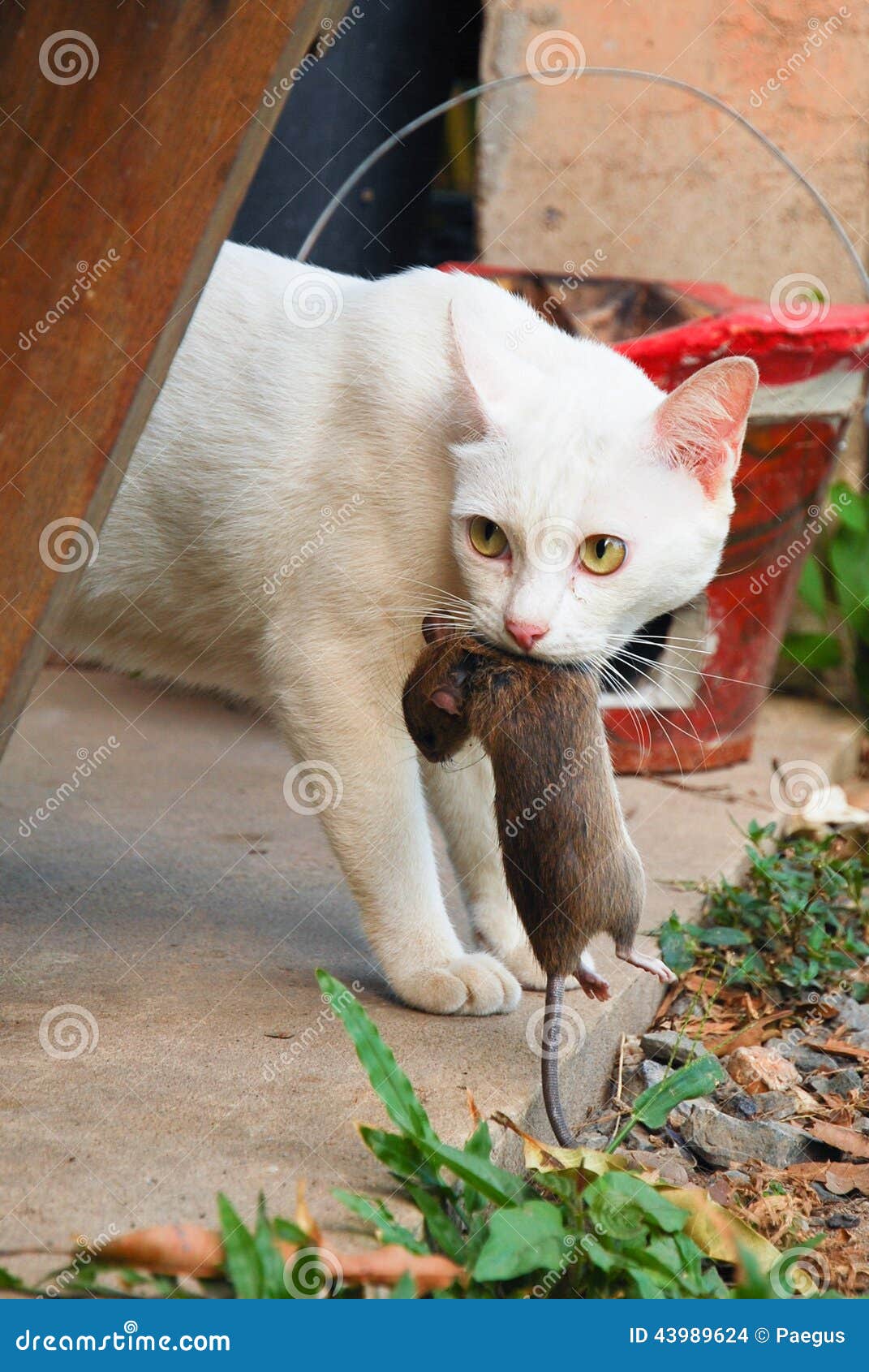 Cat hunted a rat stock photo. Image of lawn, beautiful - 43989624
