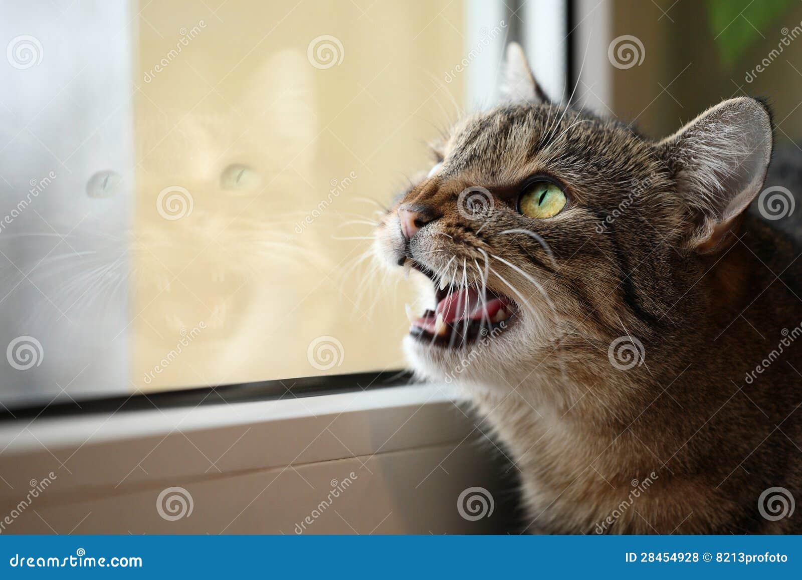 Cat hunter stock photo. Image of concept, hunter, nature - 28454928