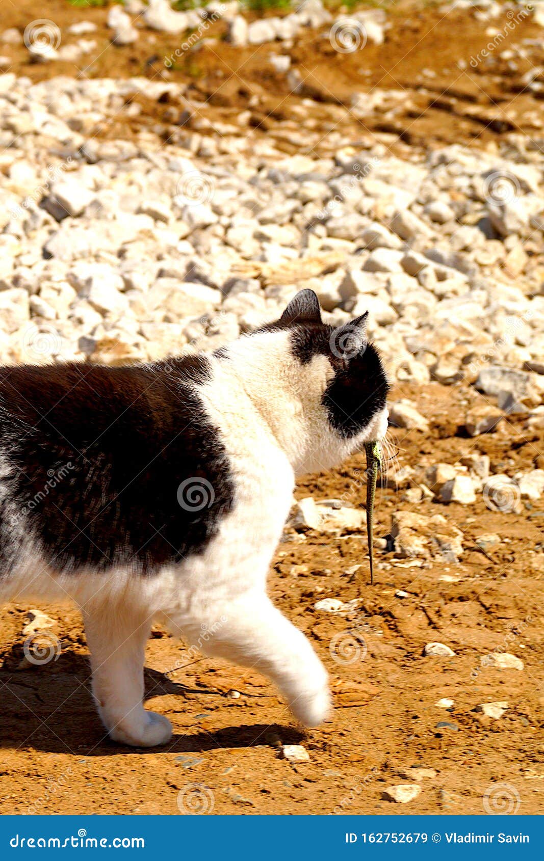 A Cat Hunter Caught a Lizard and Carries it in Its Teeth Stock Image ...