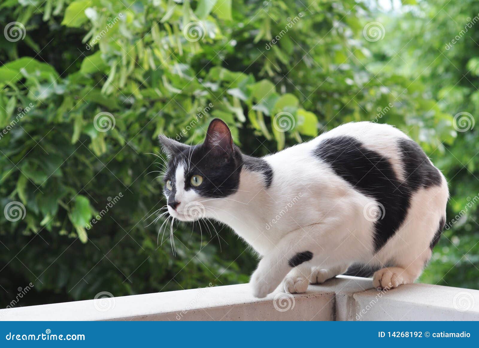 Cat hunting stock photo. Image of mammal, eyes, look - 14268192