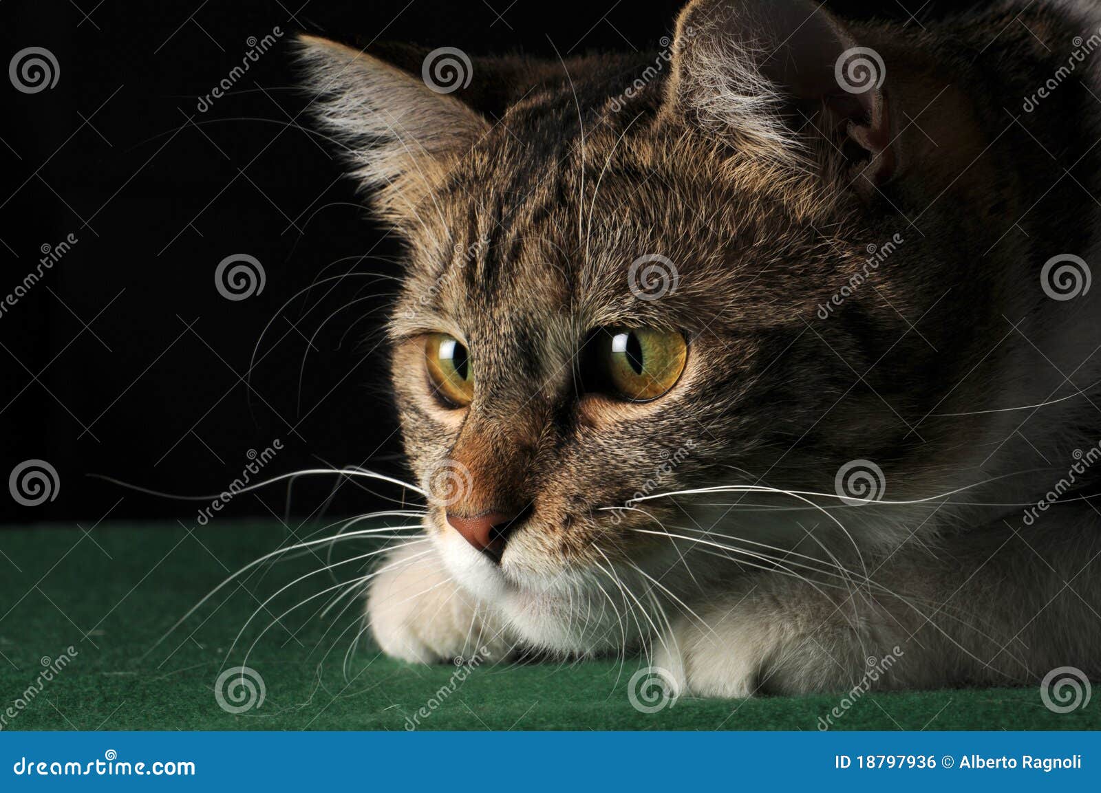 Cat hunting stock photo. Image of animal, background - 18797936