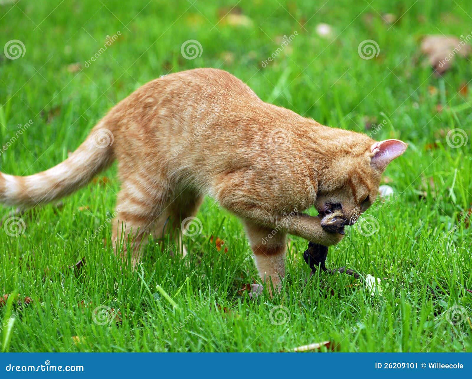 Cat hunting stock image. Image of chipmunk, grass, lawn - 26209101