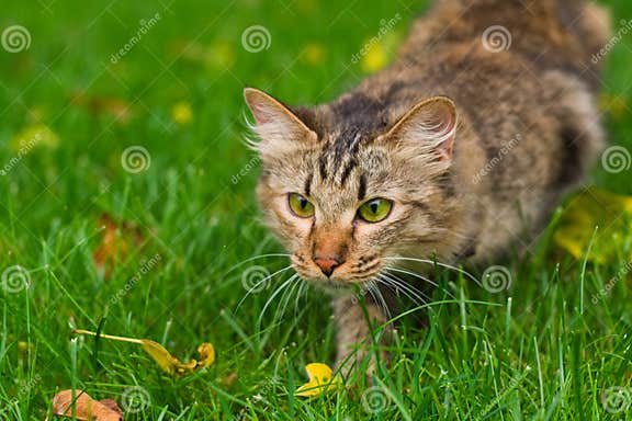 Cat is hunting stock photo. Image of playing, colorful - 5859998