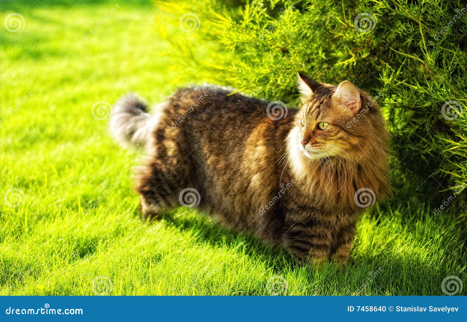 Cat hunting stock photo. Image of horizontal, lighting - 7458640
