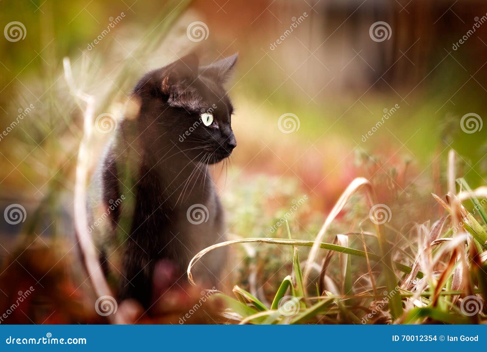 Cat Hunting stock photo. Image of hunting, black, garden - 70012354